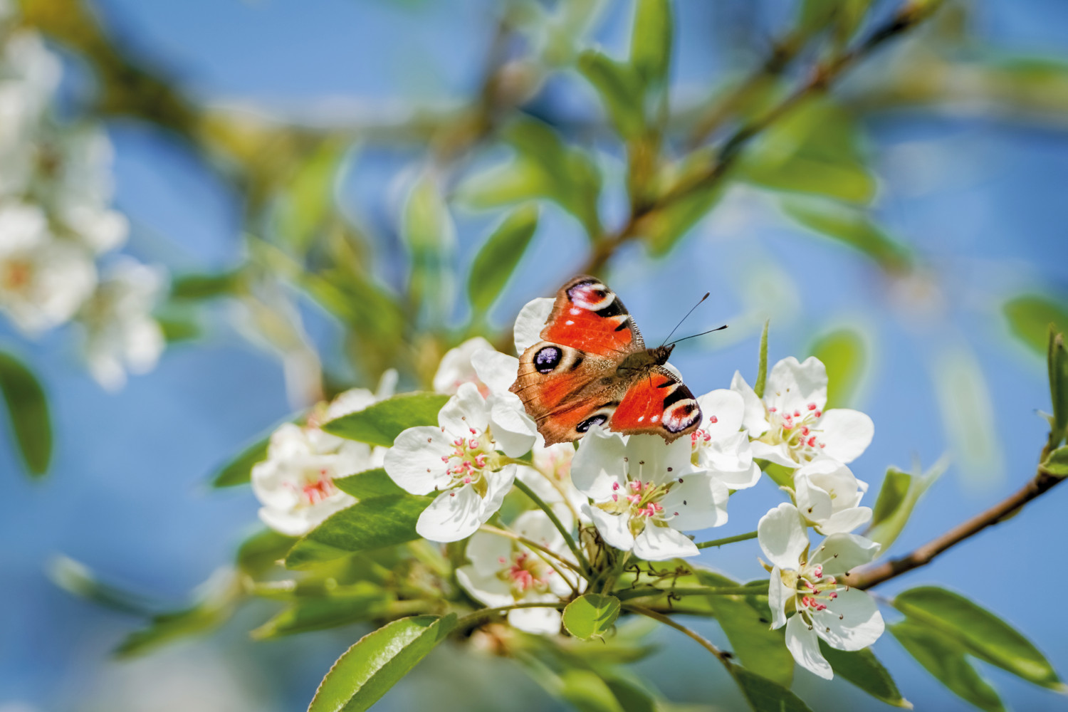 1.3 Nahrungsmittel – Verbrauch und Preise - Situationsbericht 24/25